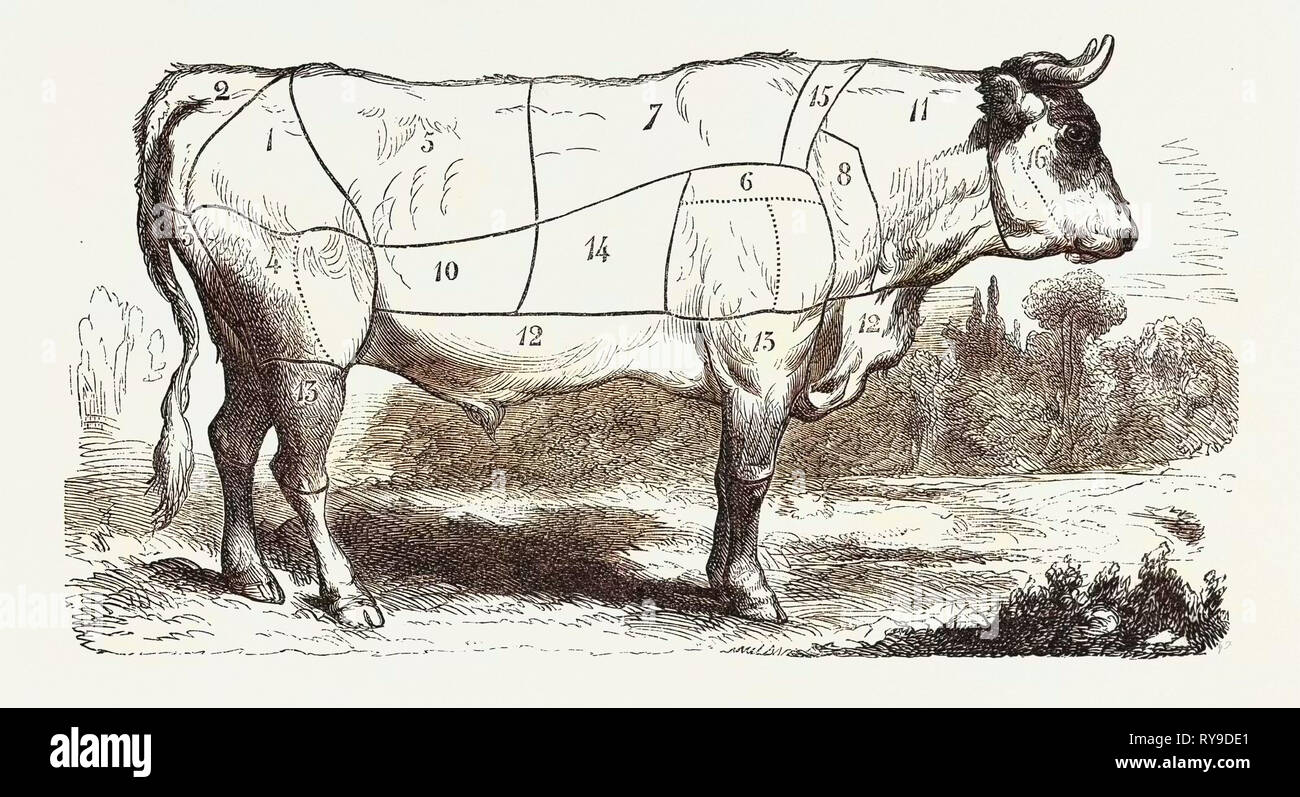 Division of beef hi-res stock photography and images - Alamy