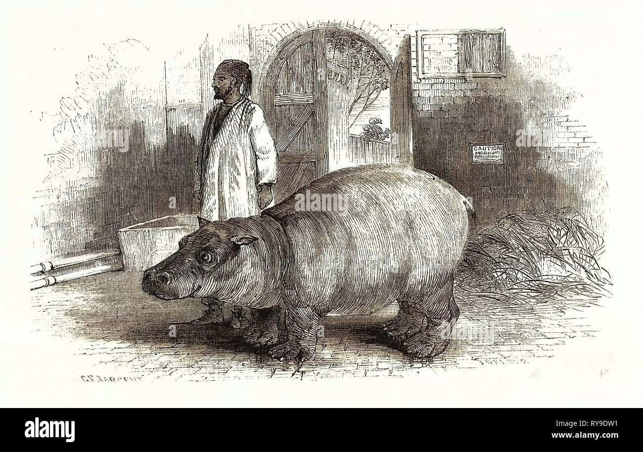 The Behemoth, or Hippopotamus Stock Photo - Alamy