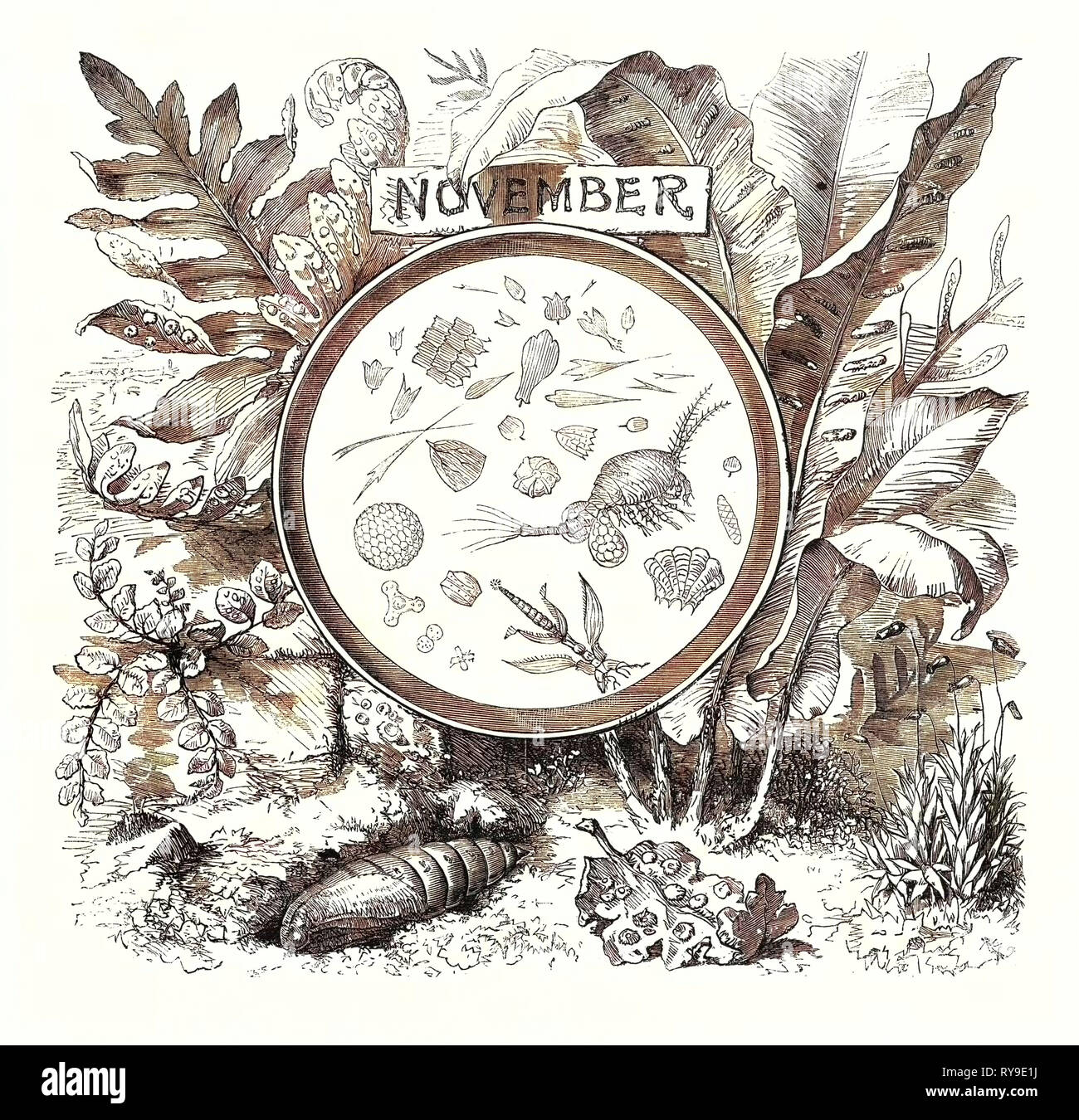 November Calendar High Resolution Stock Photography and Images - Alamy