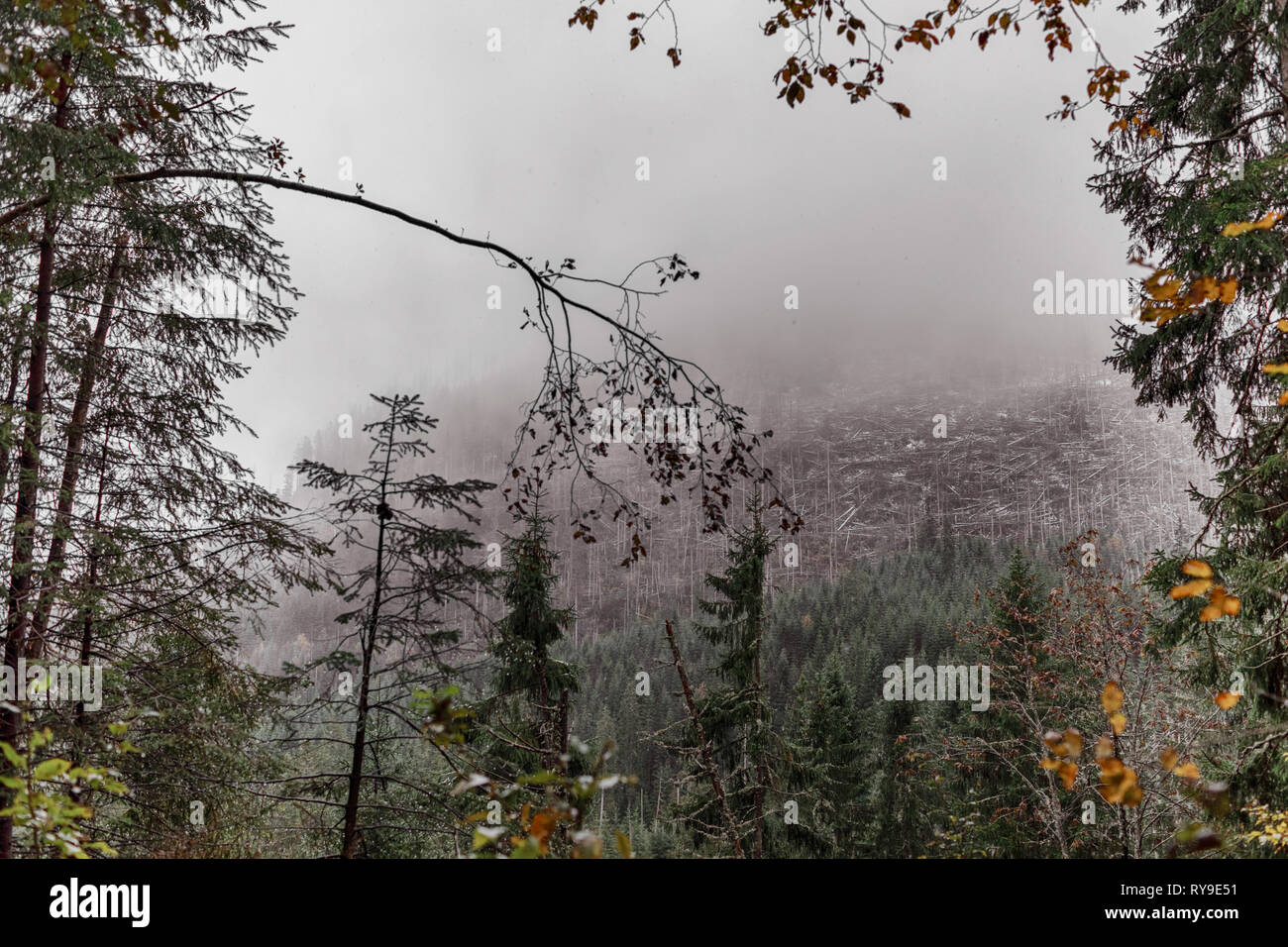 Autumn view, yellow green trees and snow-capped mountains. Morske Oko ...