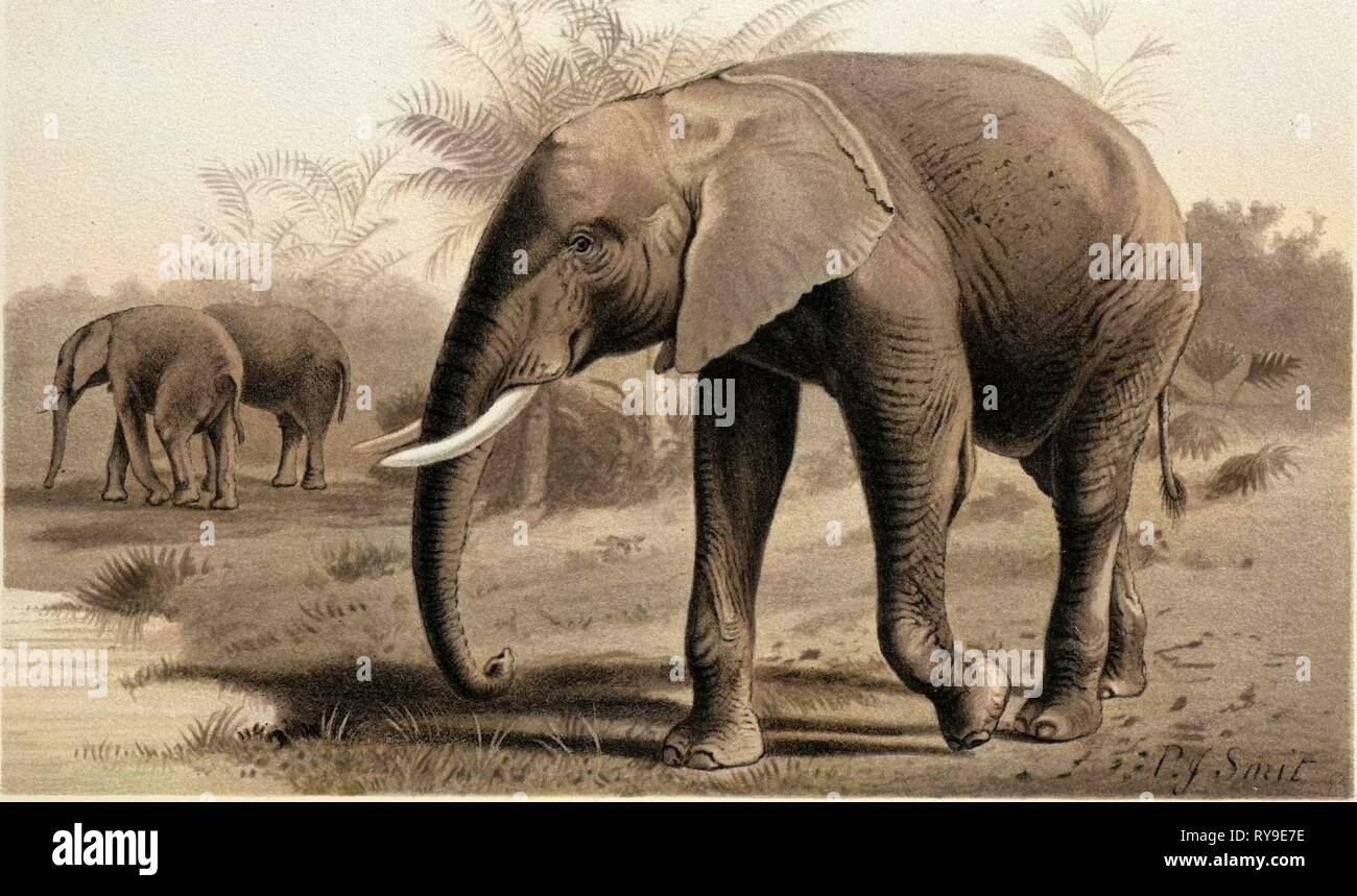 Elephant history hi-res stock photography and images - Alamy