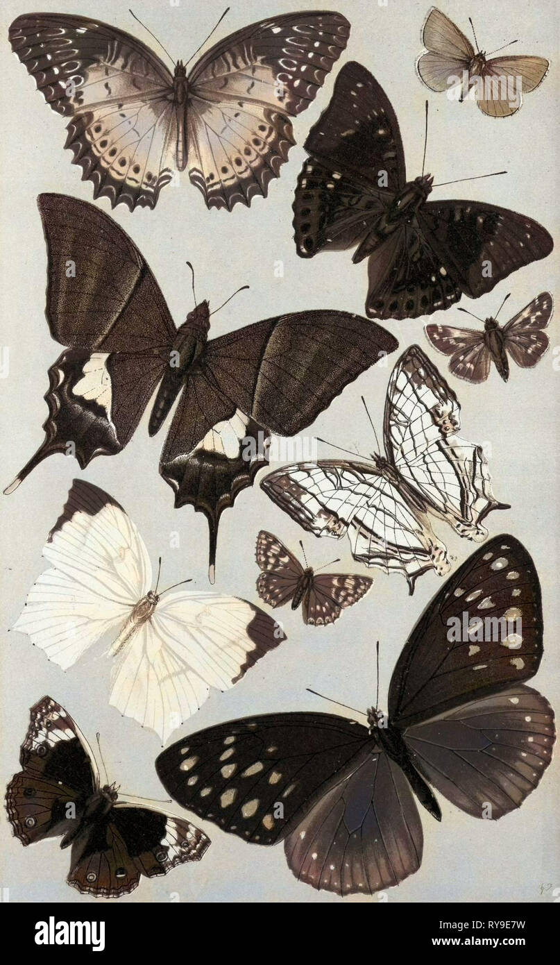 Butterfly victorian hi-res stock photography and images - Alamy