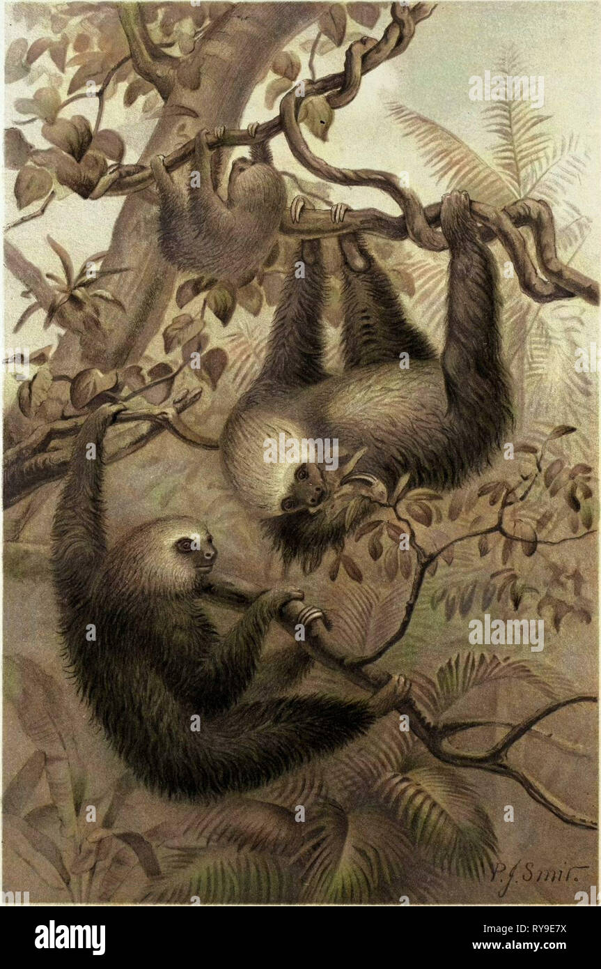 The Two-Toed Sloth Stock Photo - Alamy