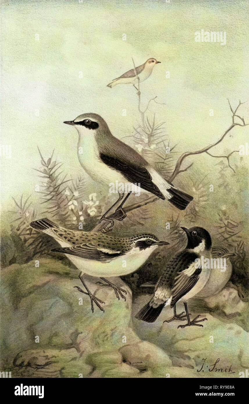 Wheatear stonechat hi-res stock photography and images - Alamy