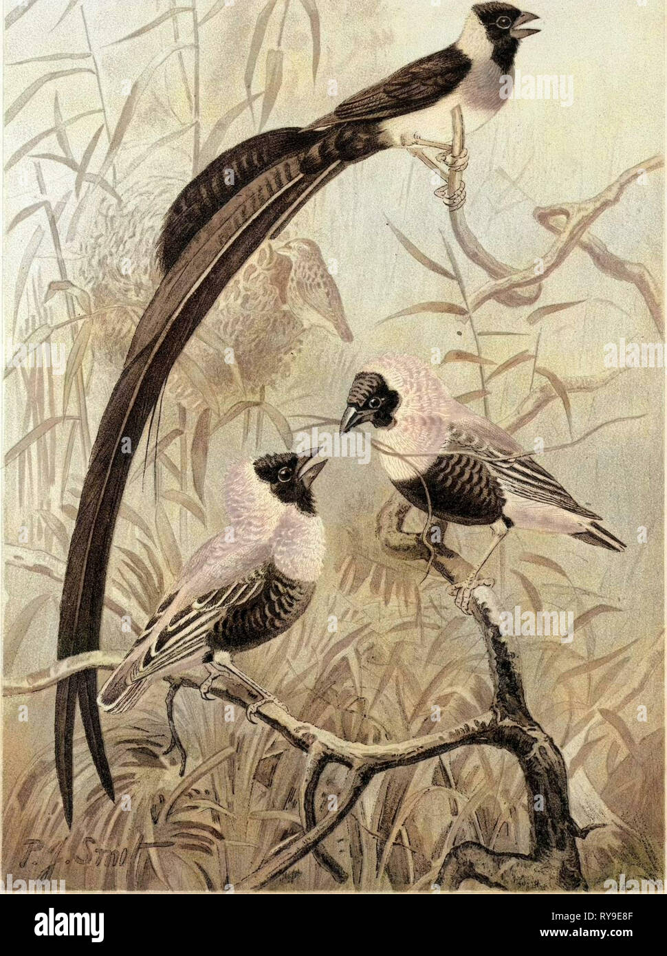 Victorian birds hi-res stock photography and images - Alamy