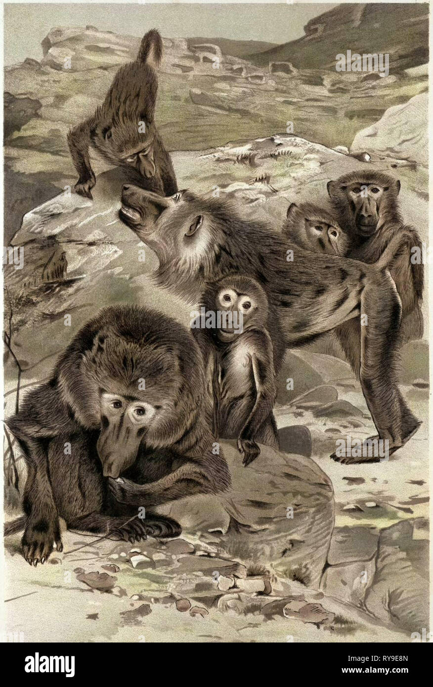 Culture of baboons hi-res stock photography and images - Alamy