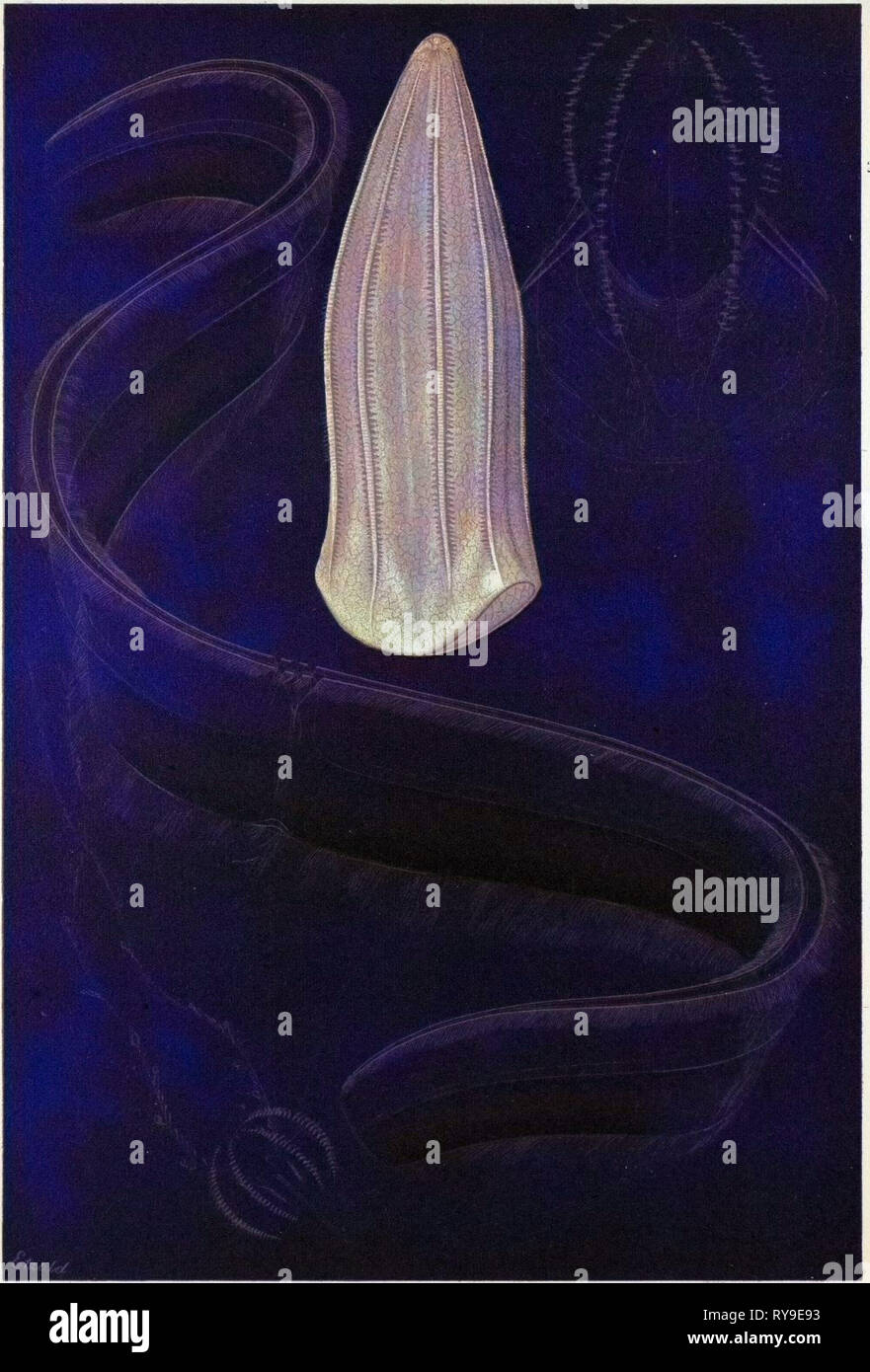 Ctenophores hi-res stock photography and images - Alamy