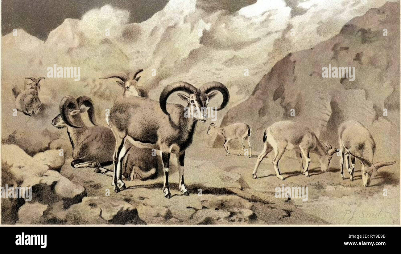 Bharal hi-res stock photography and images - Alamy