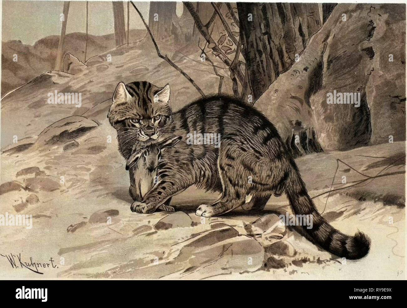 Animal wild cat hi-res stock photography and images - Alamy