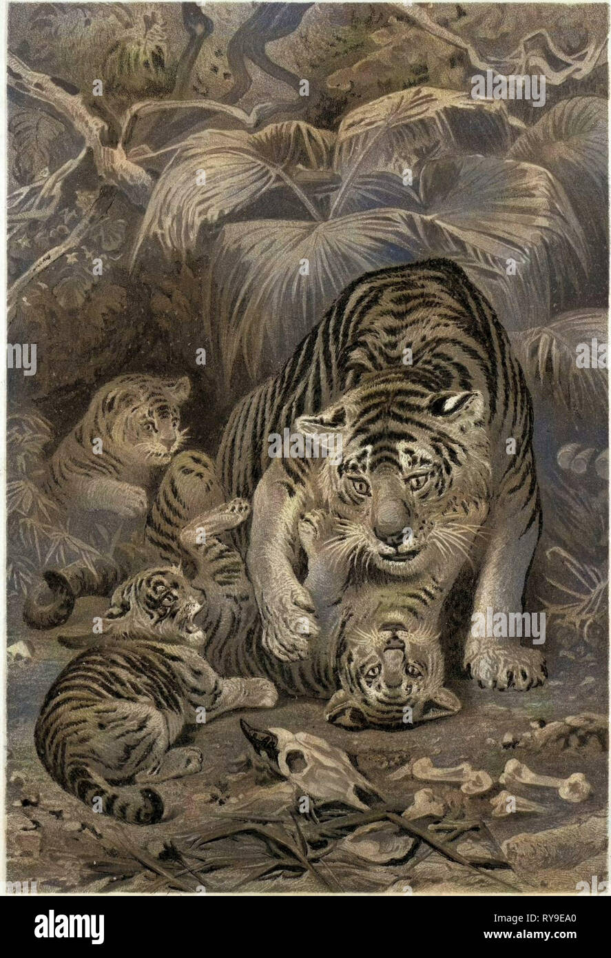 Tigress hi-res stock photography and images - Alamy