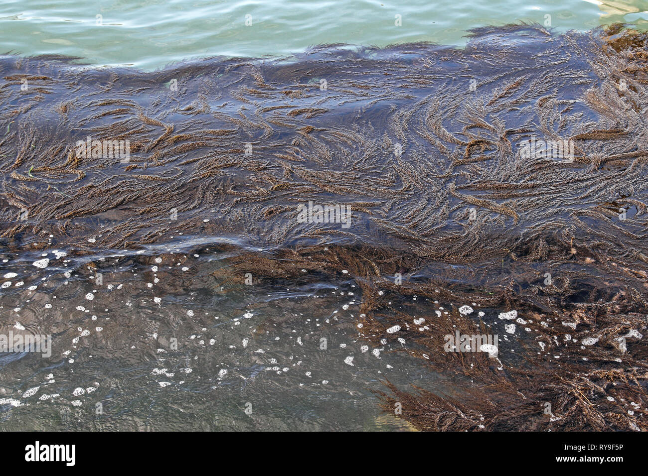 Sea weed damage hi-res stock photography and images - Alamy