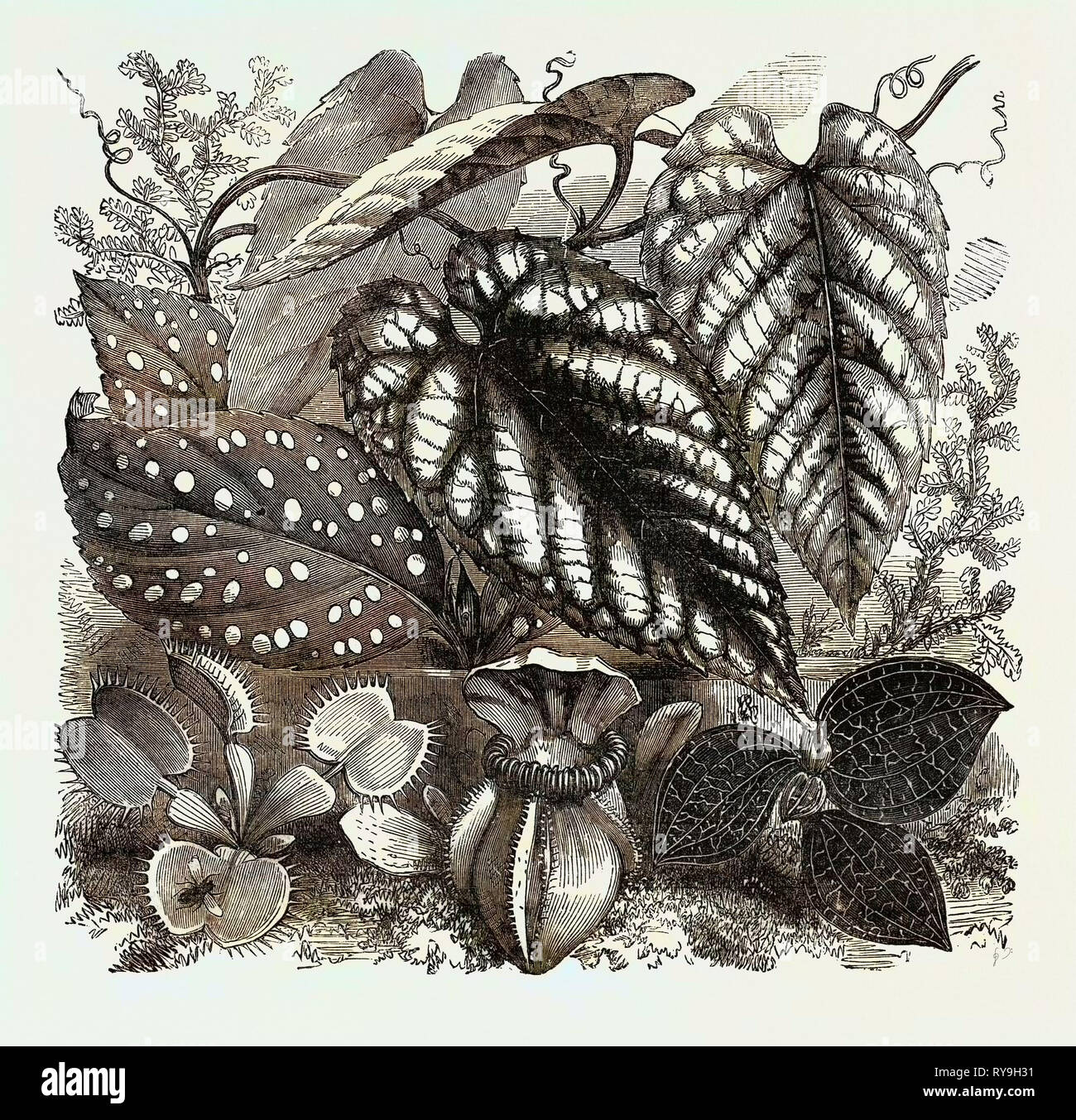 December Flowers High Resolution Stock Photography and Images - Alamy