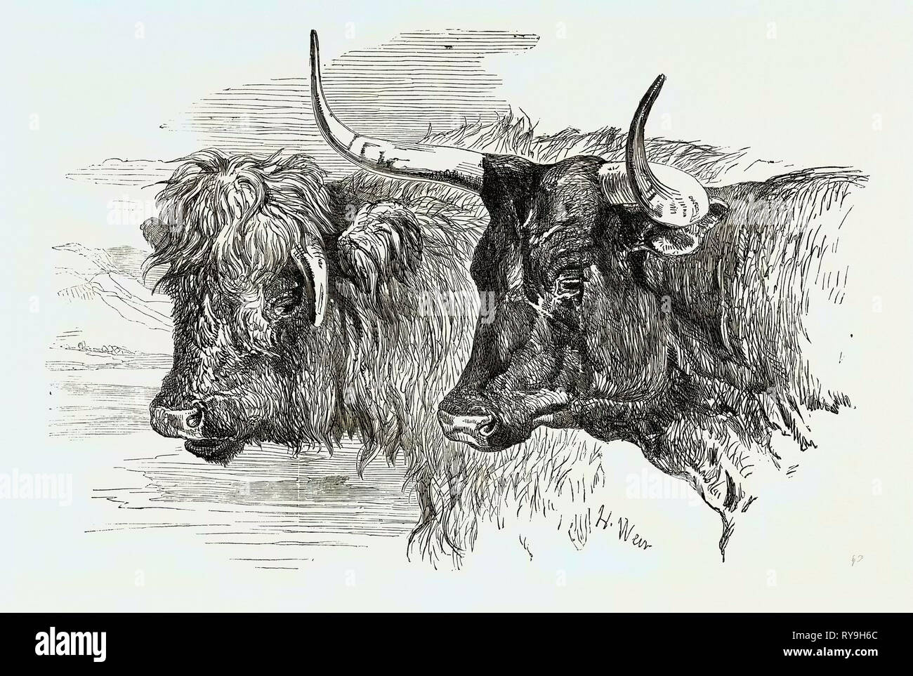 Smithfield Club Prize Cattle Show: Scotch, Class 13, the Prize of £10 ...