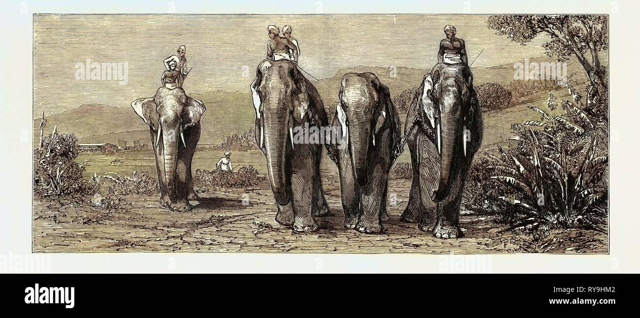 Elephant Hunting in Ceylon: Removal of Captive Elephant Stock Photo - Alamy