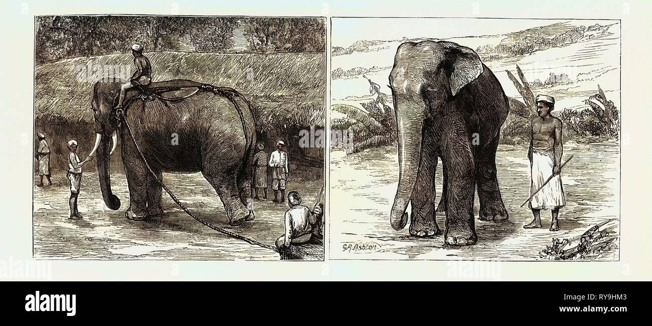 Elephant Hunting in Ceylon: Left Image: A Tame Elephant Dragging Timber ...
