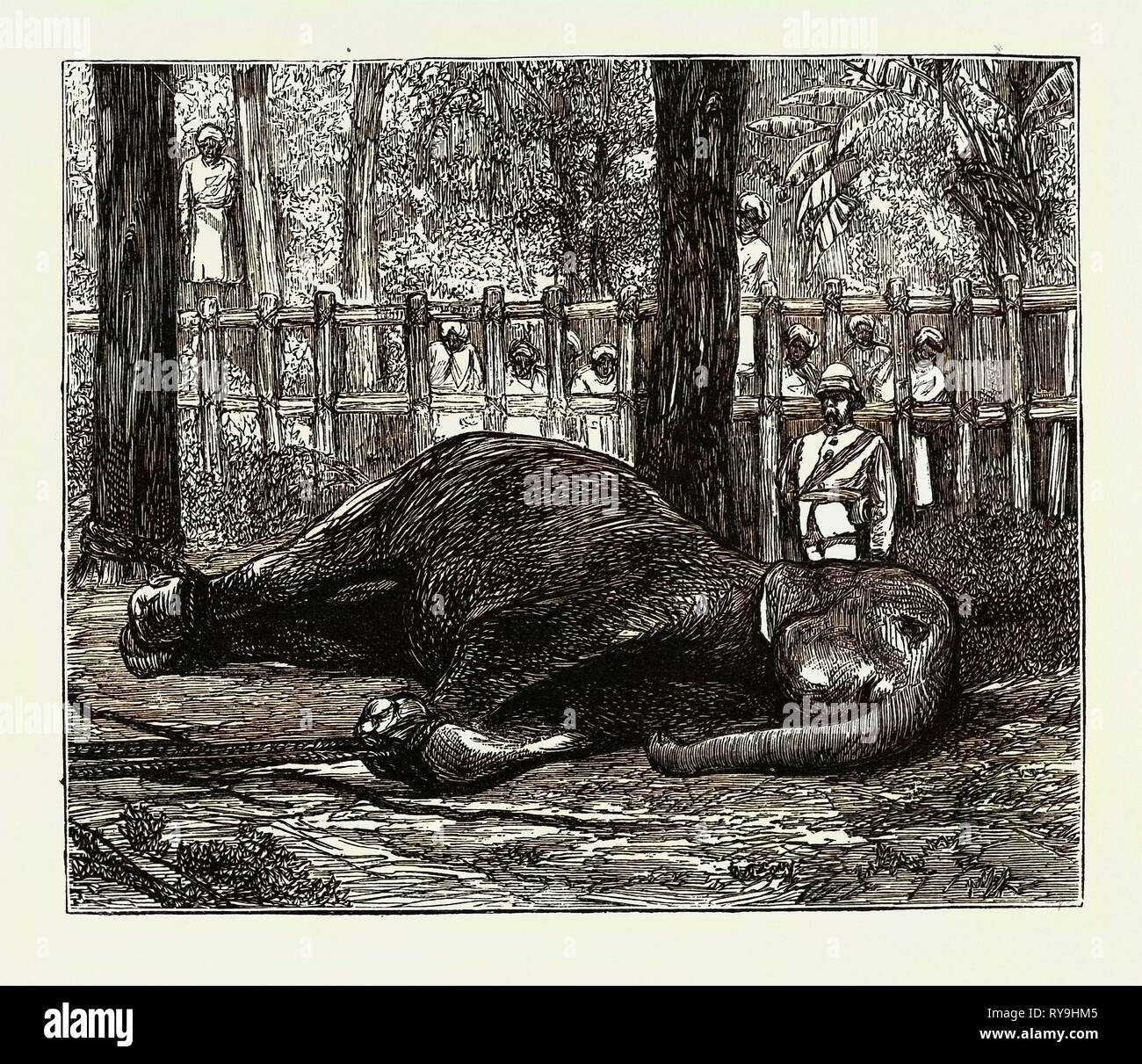 Elephant Hunting in Ceylon: Cow Elephant Secured in Corral Stock Photo ...