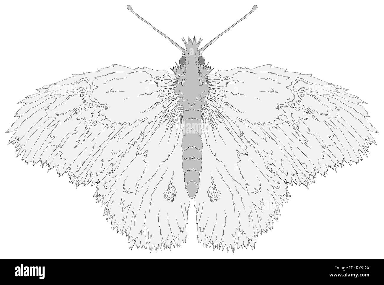 Fuzzy insect Stock Vector Images - Alamy
