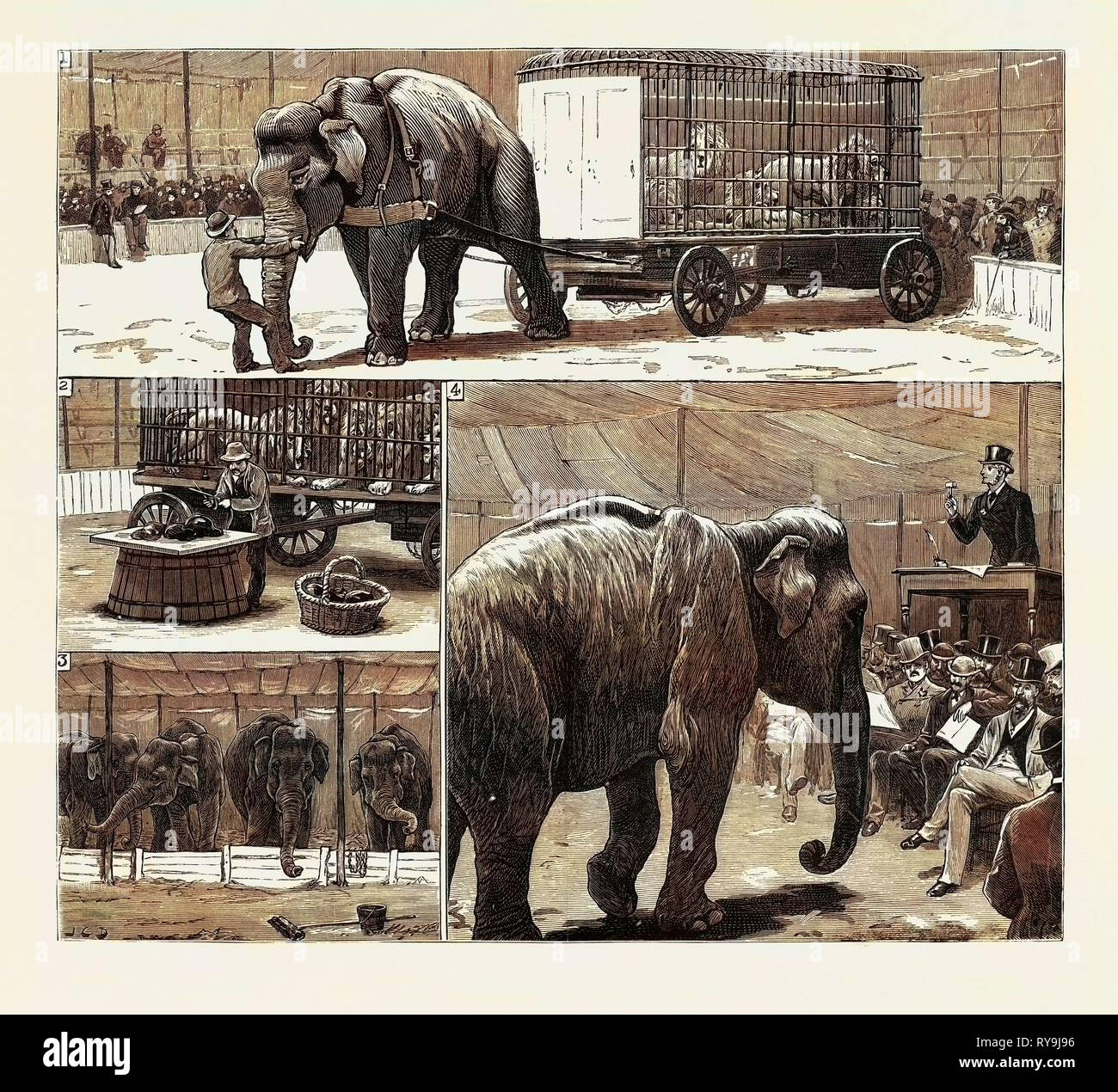 Victorian circus lion hi-res stock photography and images - Alamy