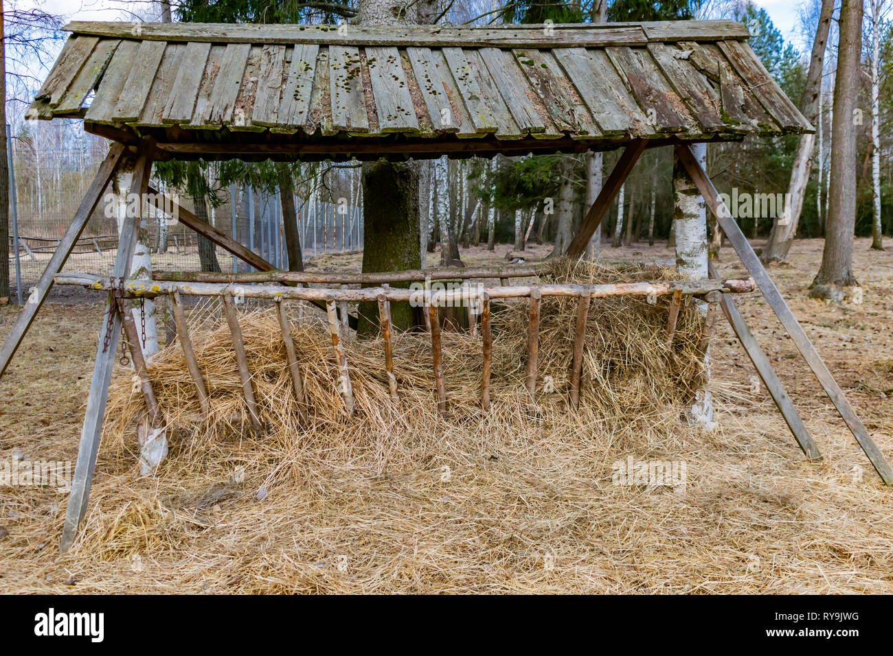 Animal feeder forest hi-res stock photography and images - Alamy
