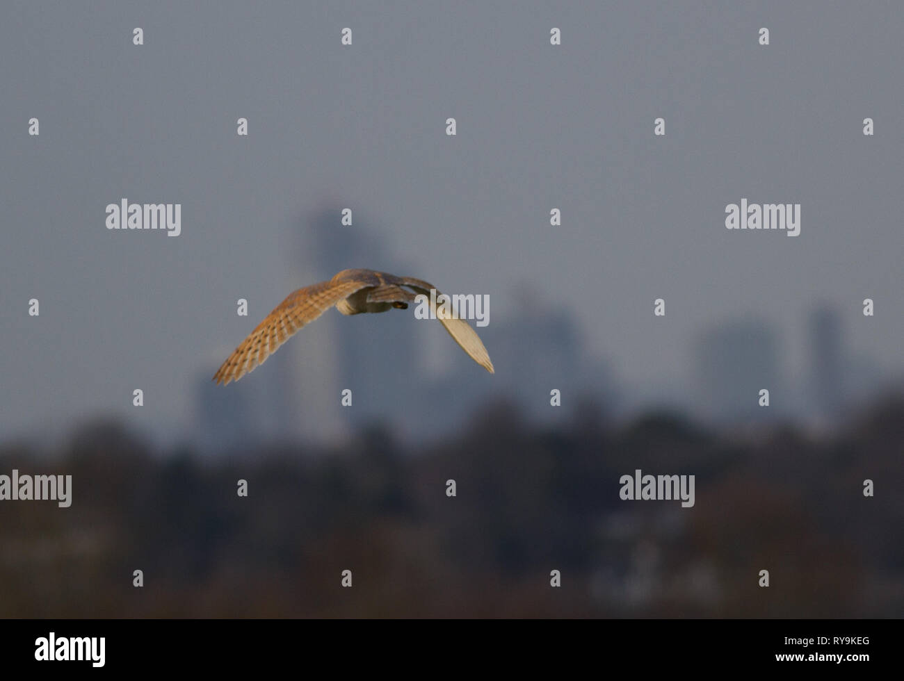 Barn Owl Hunting Stock Photo - Alamy