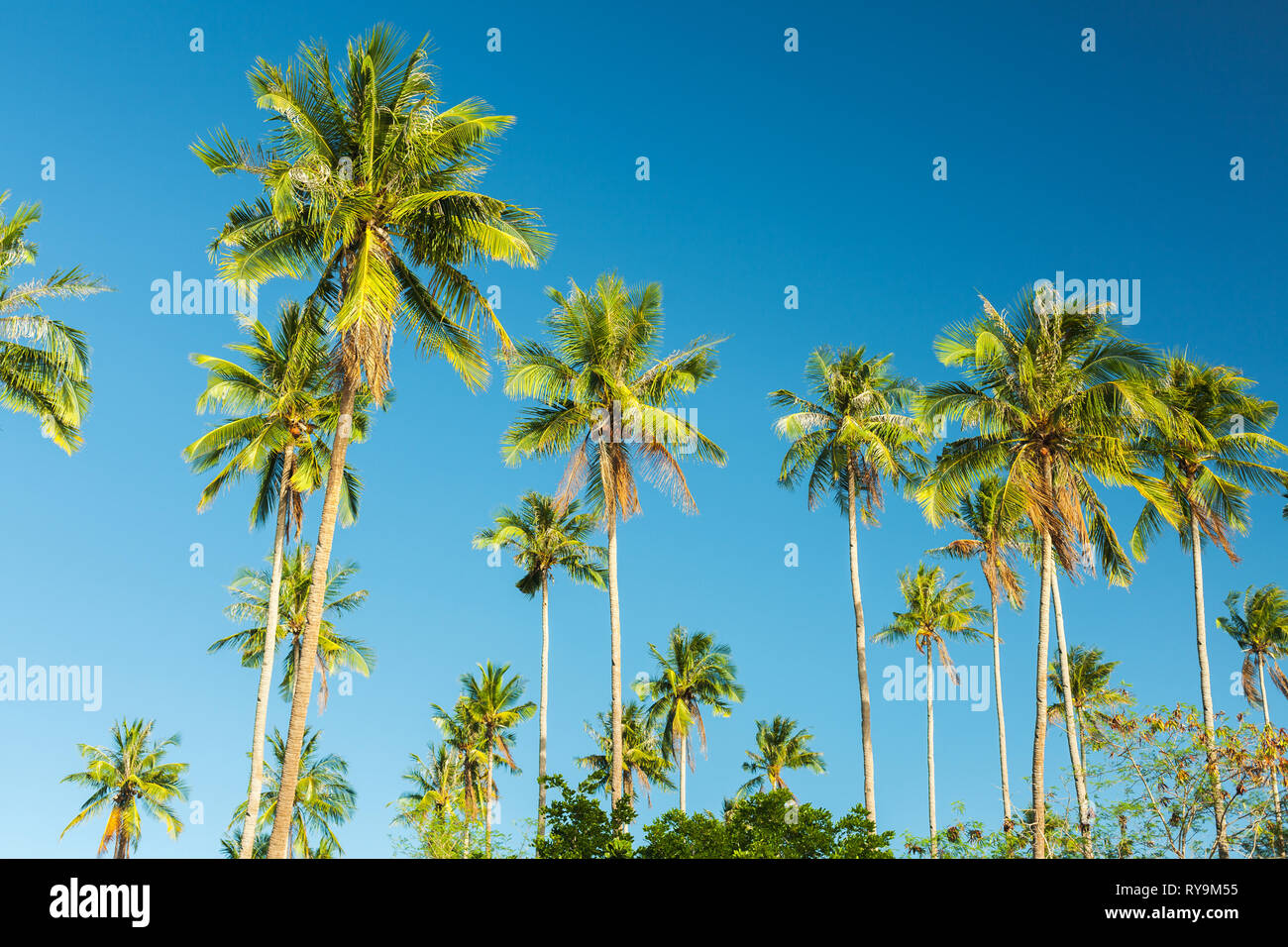 Golden coconut tree hi-res stock photography and images - Alamy