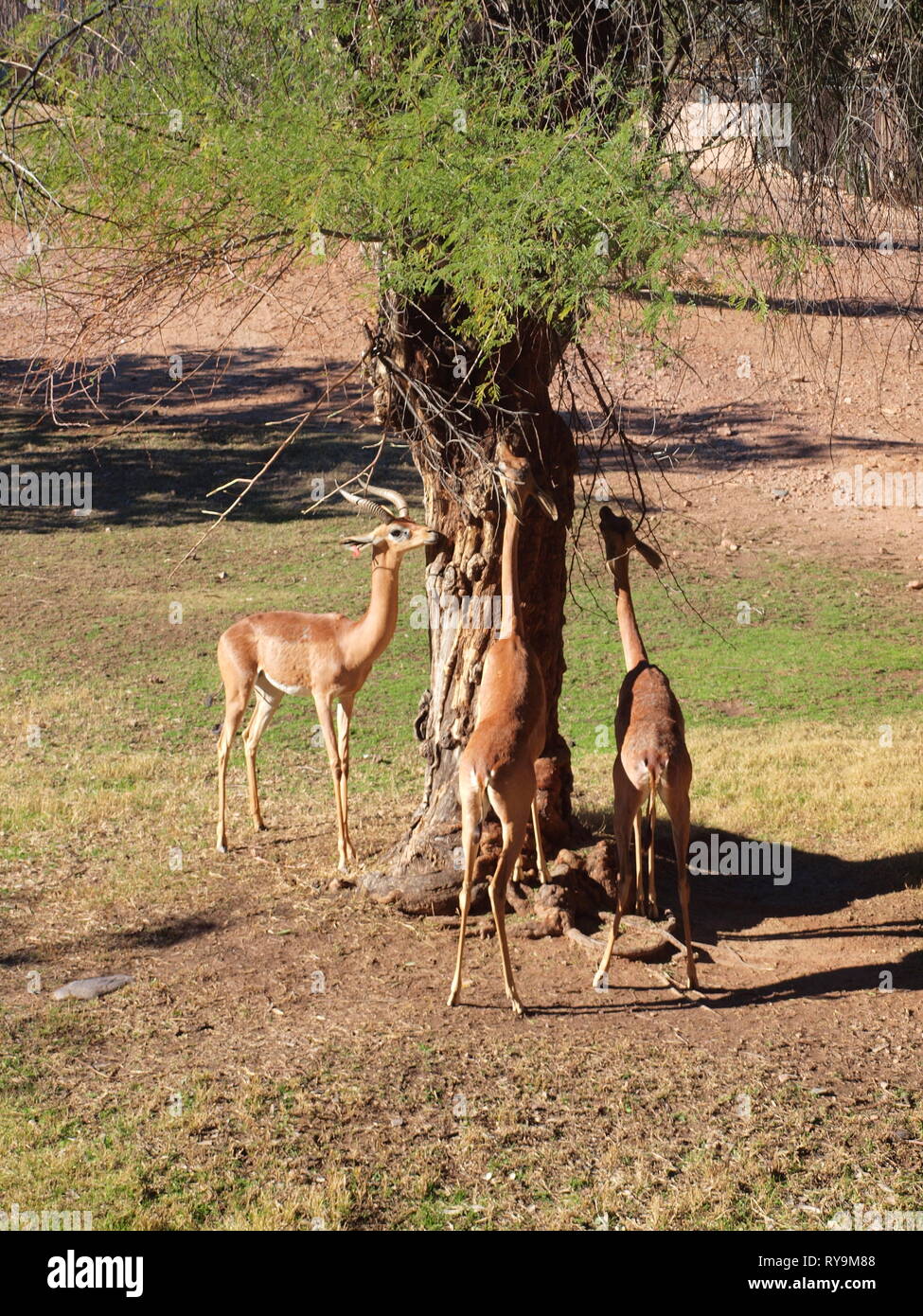 Phoenix, Arizona Zoo and feeding wildlife at a tree Stock Photo - Alamy