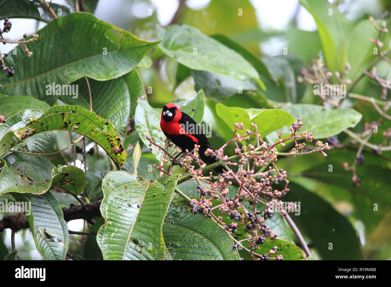 Masked crimson tanager (Ramphocelus nigrogularis) in Ecuador, south ...