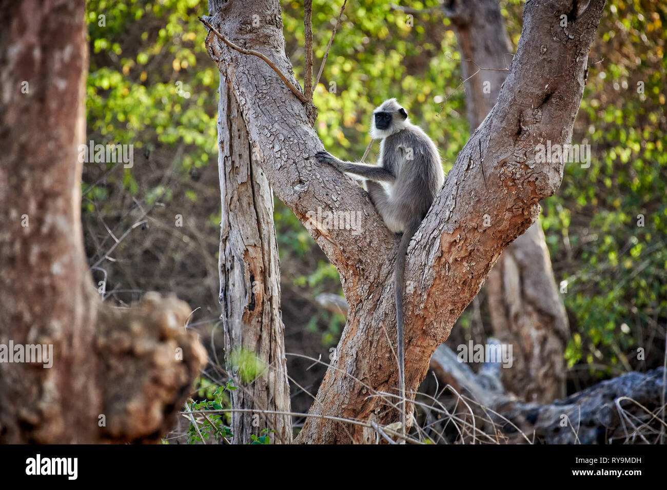 Tufted gray langur, Semnopithecus priam, Bandipur Tiger Reserve ...