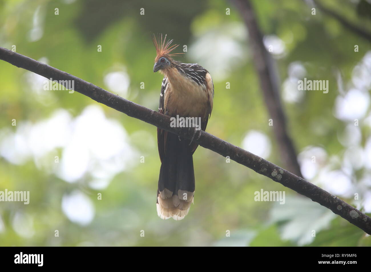 Hoatzin Nest High Resolution Stock Photography and Images - Alamy
