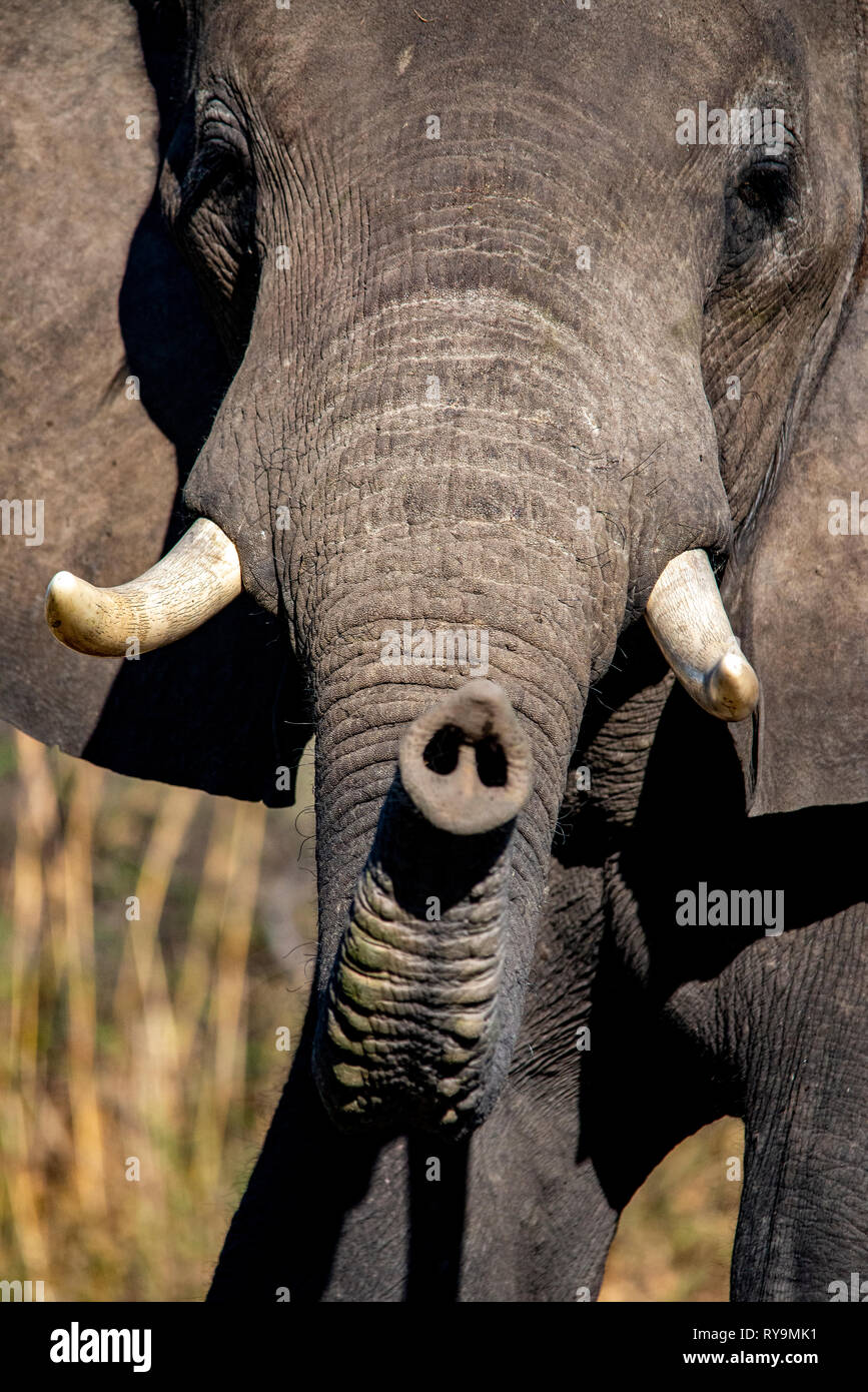 Close encounter with elephant Stock Photo - Alamy