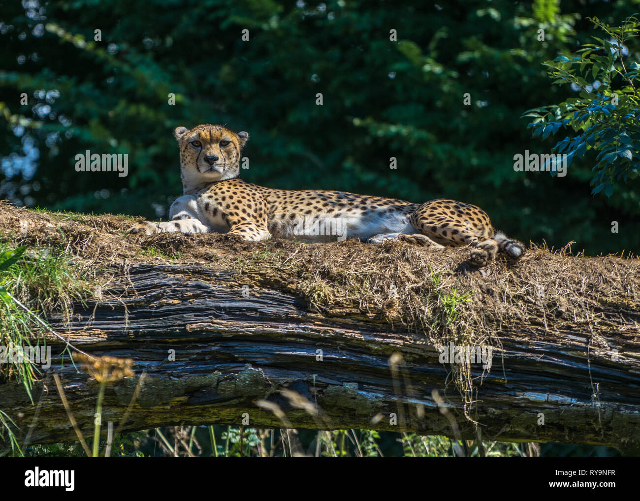 Cheetah looking at the camera, lying down on a old fallen tree trunk ...
