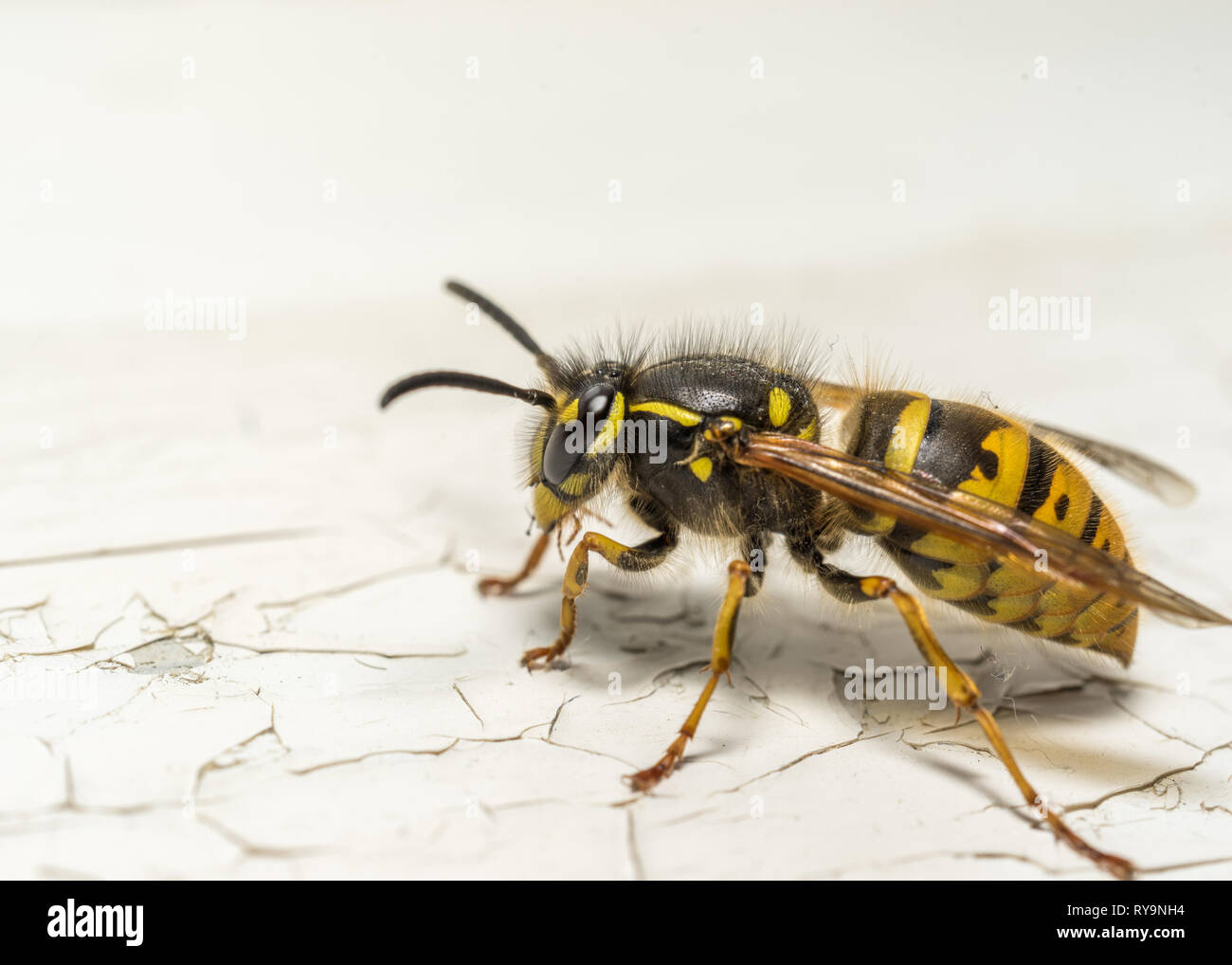 Macro photo of Wasp on white background, high detail Stock Photo - Alamy