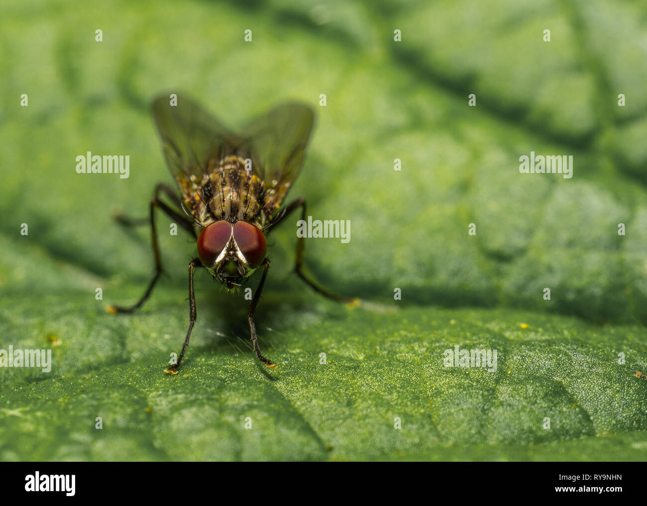 Closeup house fly hi-res stock photography and images - Alamy