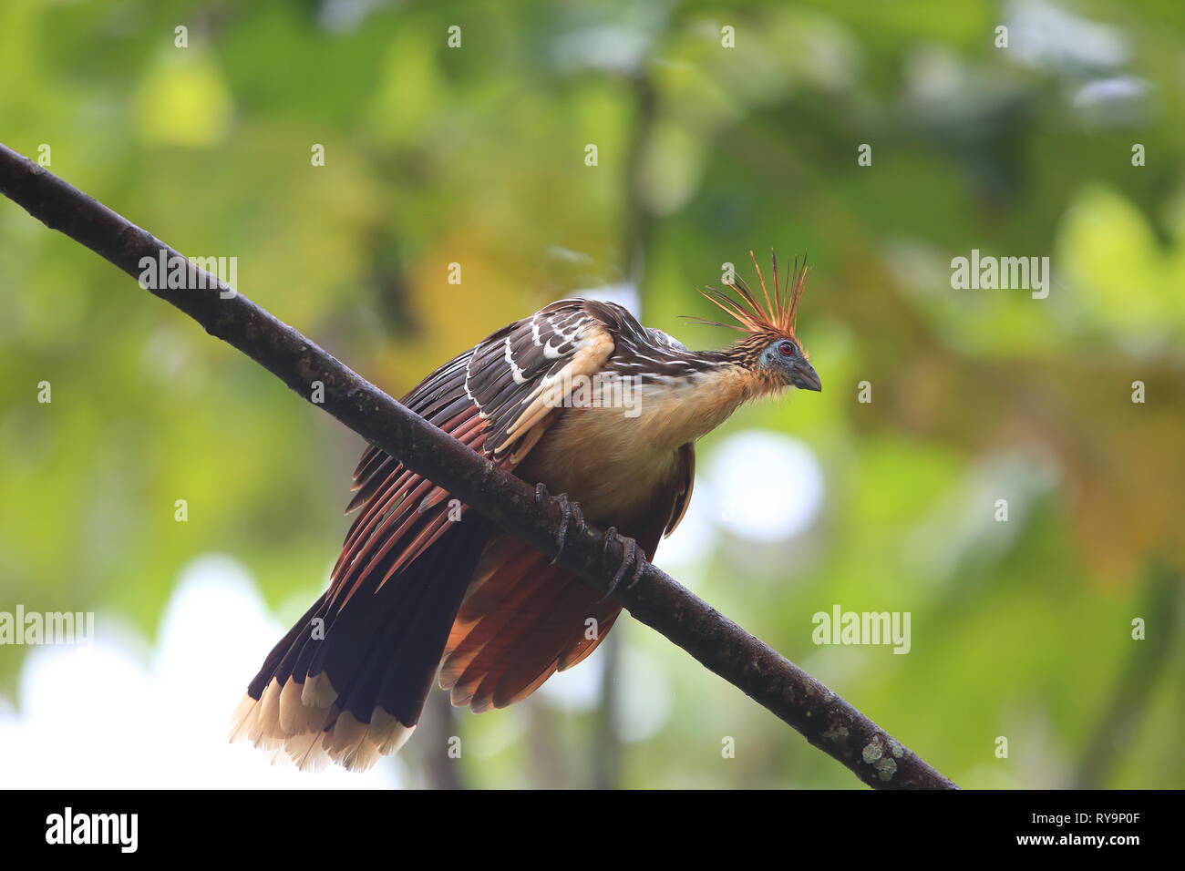 Hoatzin (Opisthocomus hoazin) in Ecuador, south America Stock Photo - Alamy