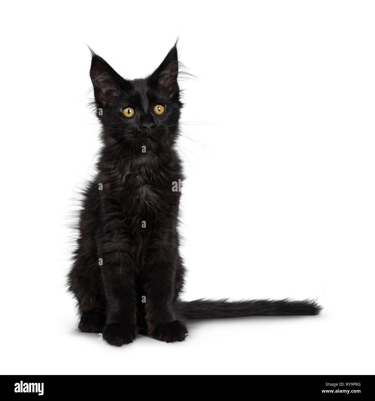 Cute solid black Maine Coon cat kitten, sitting up half side ways ...
