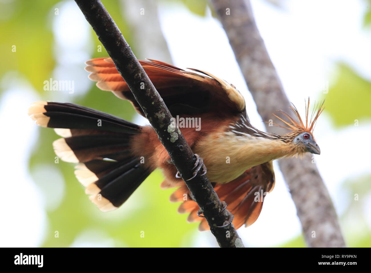 Hoatzin nest hi-res stock photography and images - Alamy