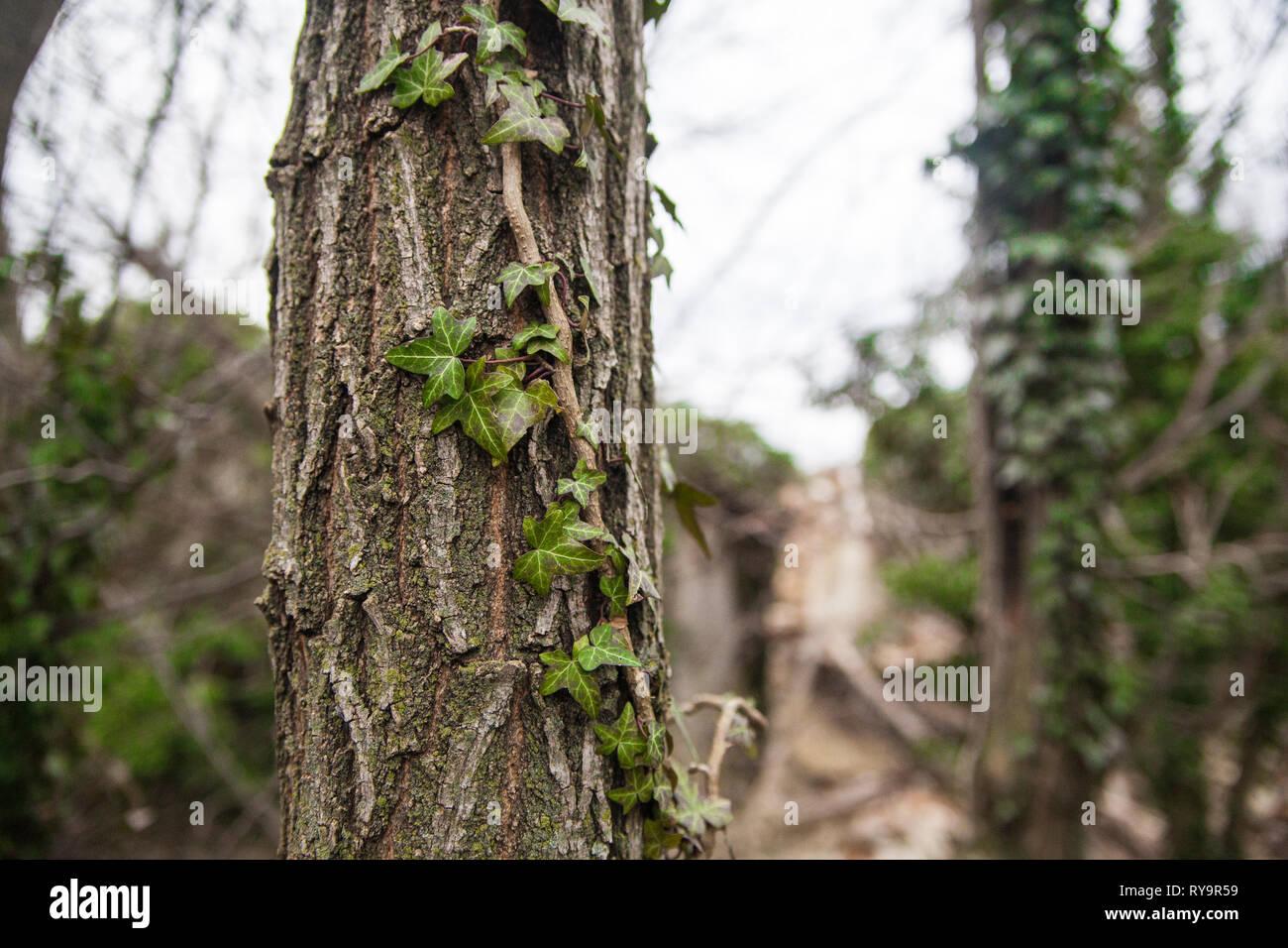 A tree overgrown with ivy Stock Photo - Alamy