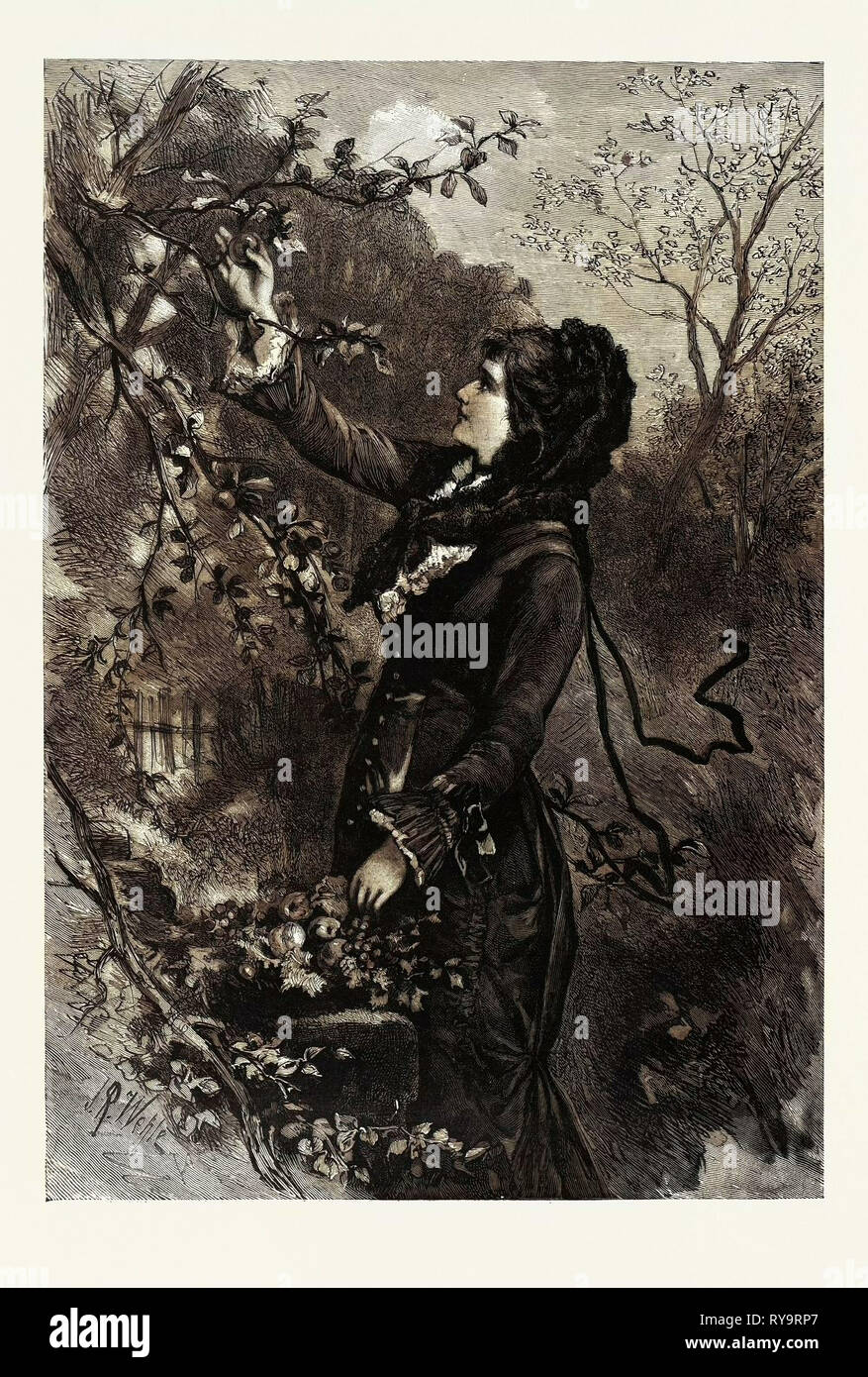 Fruit, Engraving 1882, Lady Stock Photo - Alamy