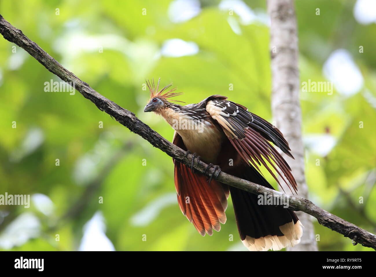 Hoatzin nest hi-res stock photography and images - Alamy