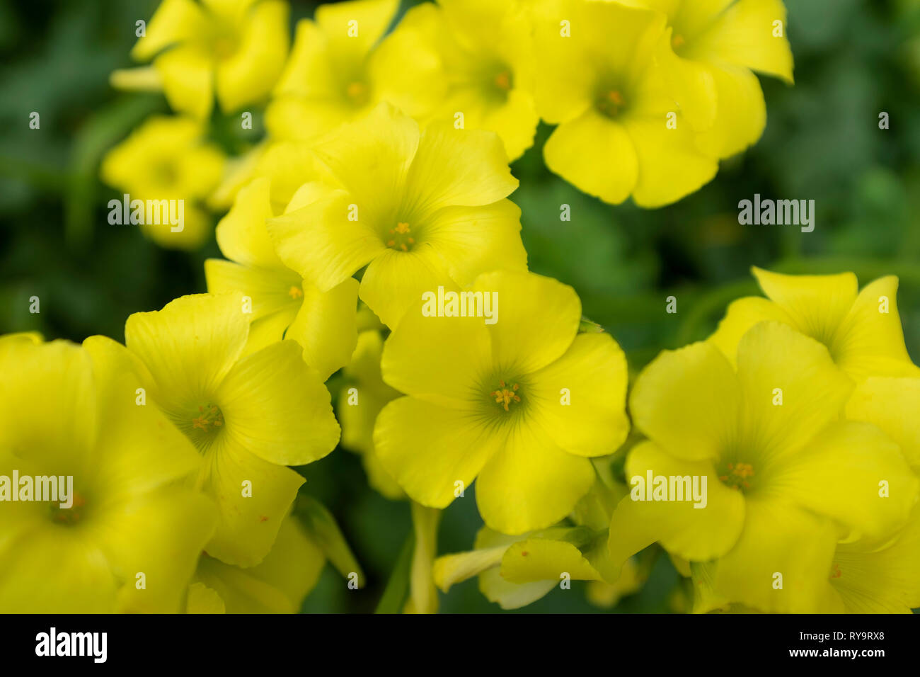 Spring flower bloom Stock Photo - Alamy