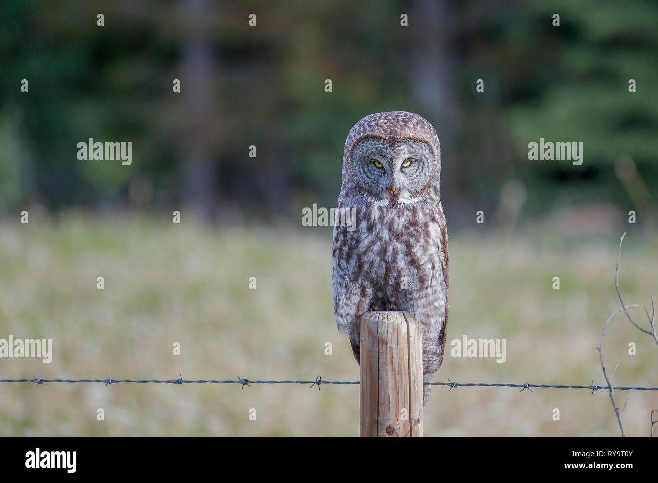 Owl giving the look Stock Photo - Alamy