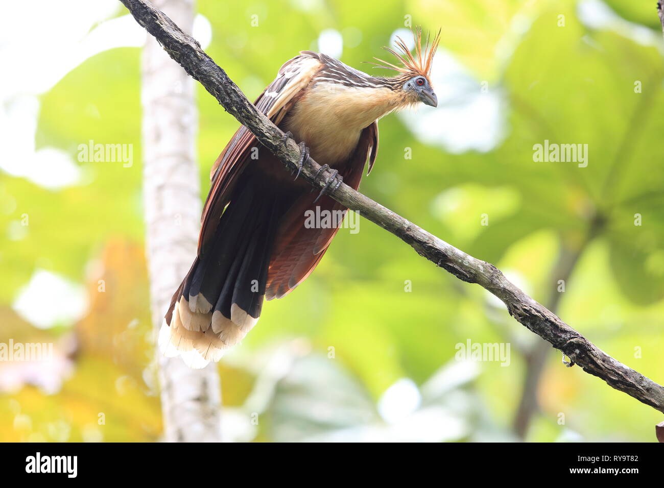 Young Hoatzin