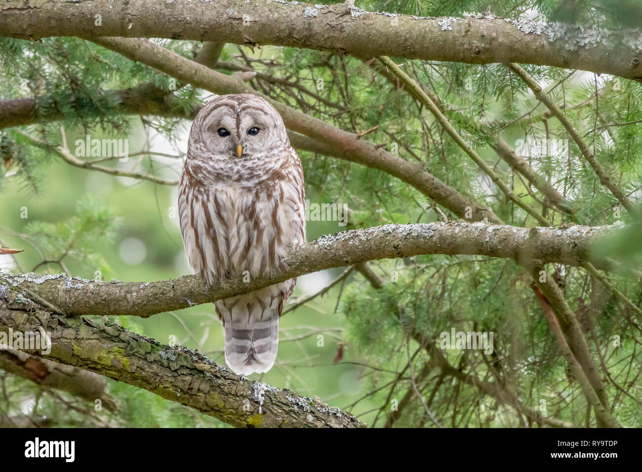 Front facing bird barred hi-res stock photography and images - Alamy