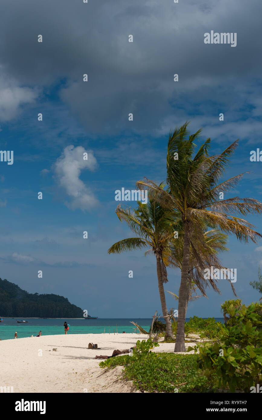 Palm tree on Sunrise beach, Ko Lipe, Thailand Stock Photo - Alamy
