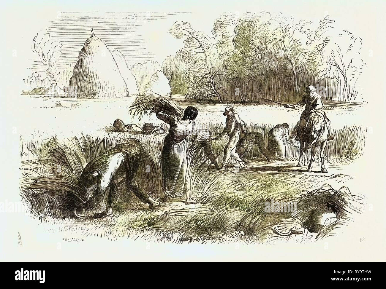 Reaping harvest hi-res stock photography and images - Alamy