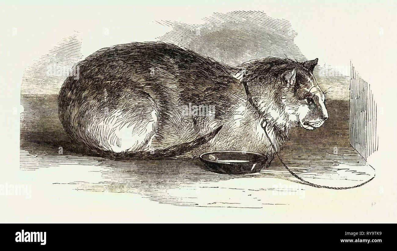 Tortoiseshell Tom Cat Stock Photo - Alamy