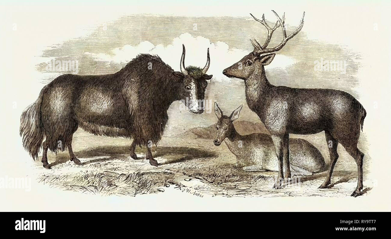 Sale of the Knowsley Menagerie: Yak and Bara Singha Deer (Male and ...