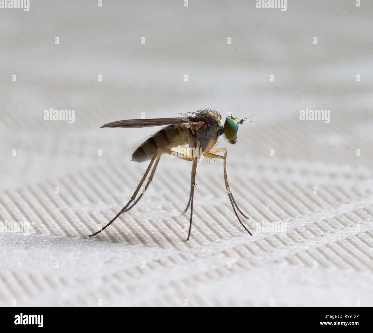 Table insects hi-res stock photography and images - Alamy
