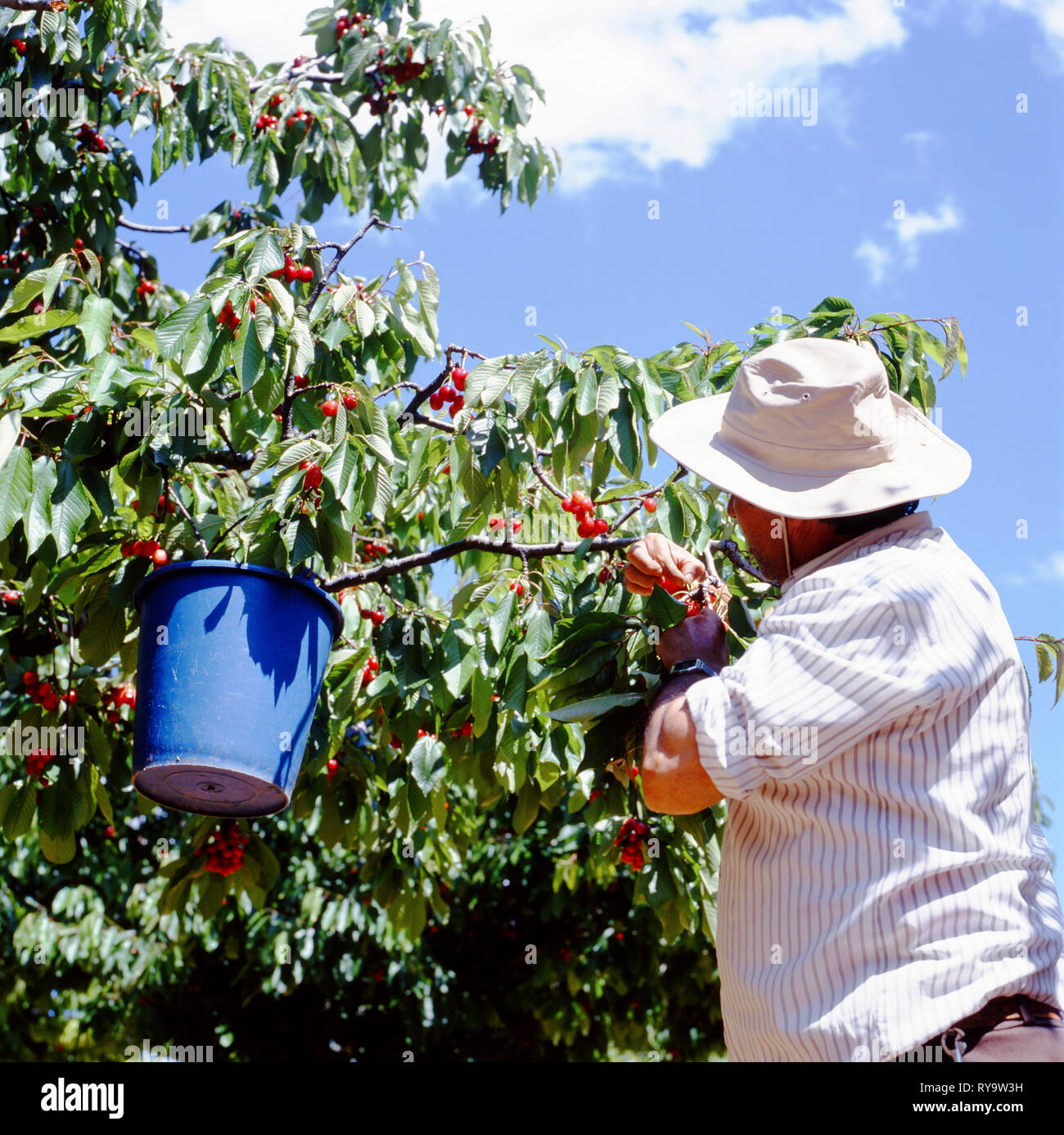 Cherry napoleon bigarreau hi-res stock photography and images - Alamy