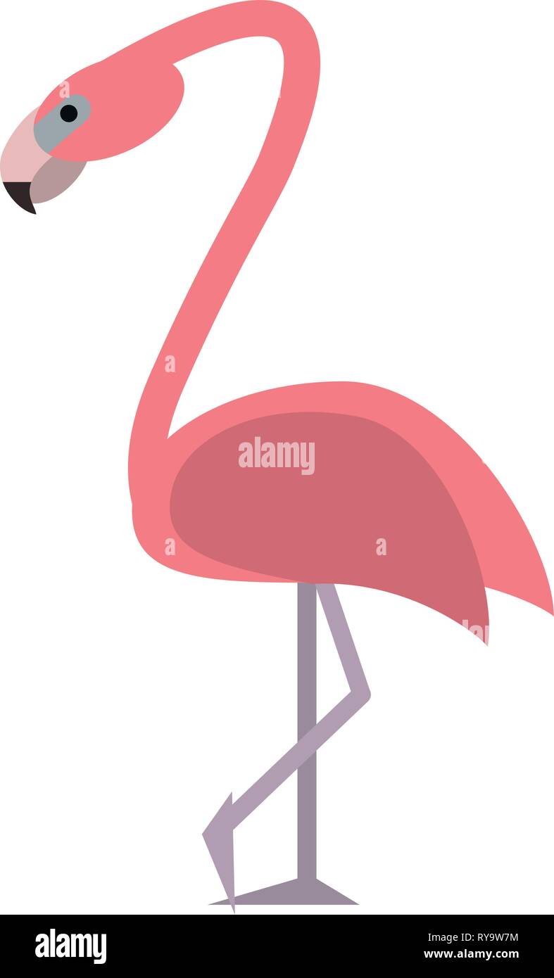 Exotic bird cartoon Stock Vector Image & Art - Alamy